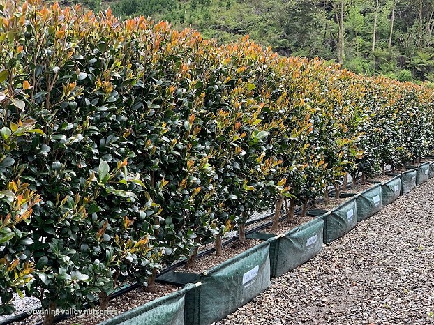 Camellia Yuletide – Red Flowering Hedge NZ | Twining Valley Nurseries