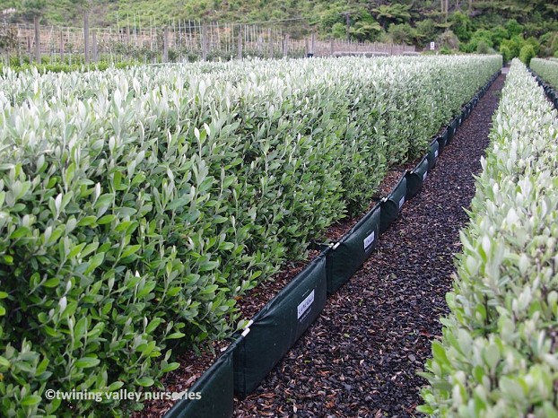 Corokia Geenty's Green Instant Hedge NZ | Twining Valley Nurseries ...