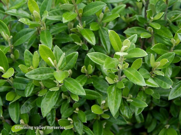 Corokia Geenty's Green Instant Hedge NZ | Twining Valley Nurseries ...