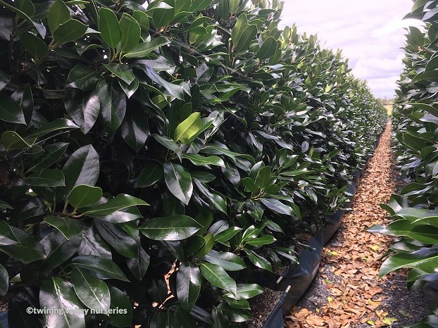 Ilex 'Black Shadow' Instant Hedge NZ | Twining Valley Nurseries ...
