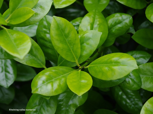 Ilex Largo Instant Hedge NZ | Twining Valley Nurseries | Twining Valley ...