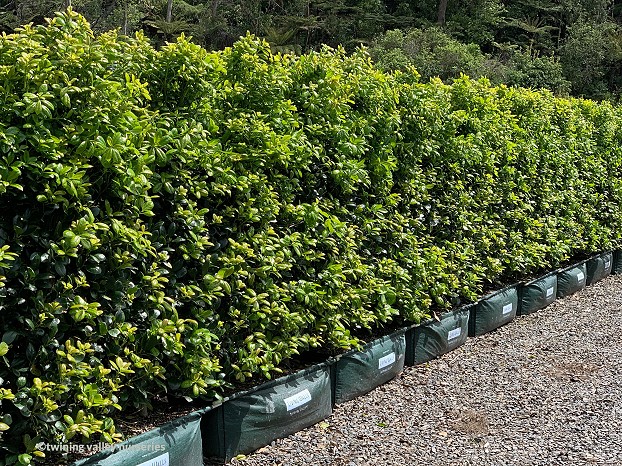 Ilex Largo Instant Hedge NZ | Twining Valley Nurseries | Twining Valley ...