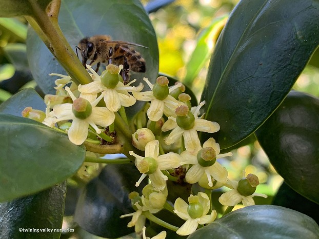 Ilex Largo Instant Hedge NZ | Twining Valley Nurseries | Twining Valley ...