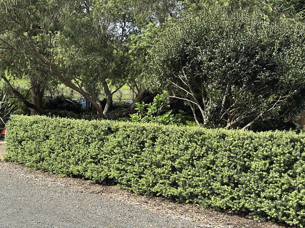 Totara Matapouri Blue – Blue-Green Native Hedge NZ | Twining Valley ...
