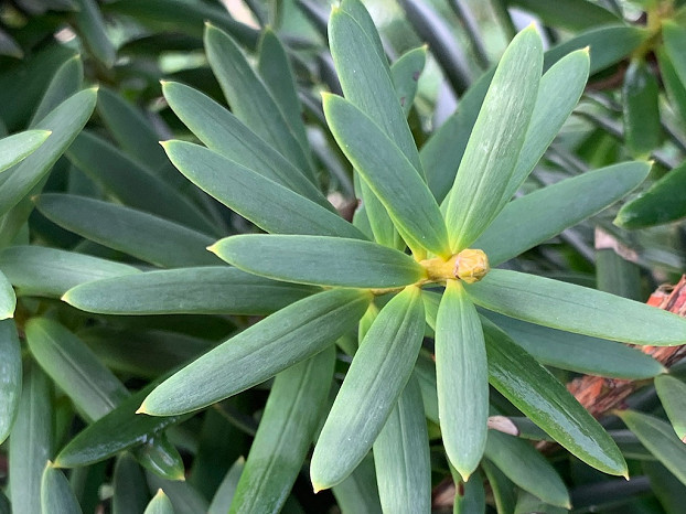 Totara Matapouri Blue – Blue-Green Native Hedge NZ | Twining Valley ...