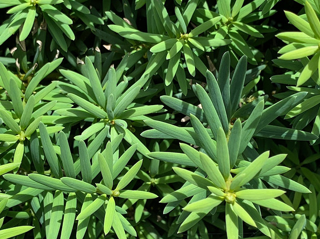Totara Matapouri Blue – Blue-Green Native Hedge NZ | Twining Valley ...