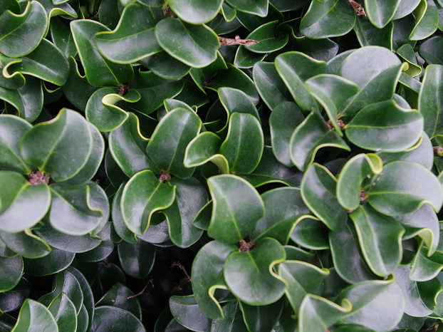 Ligustrum rotundifolium Instant Hedge | Fully-Formed 1m Units | Twining ...